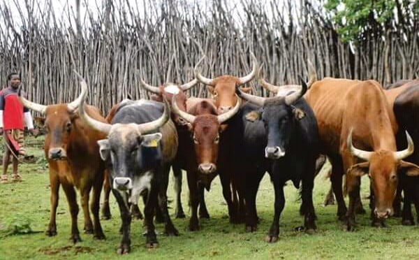 Clipkulture | What does Lobola Symbolise?