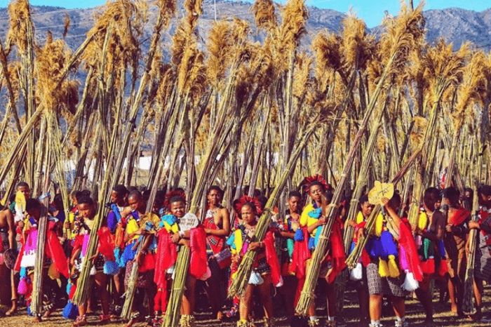 Clipkulture | Swati Maidens In Traditional Attire Carrying Reeds At The ...
