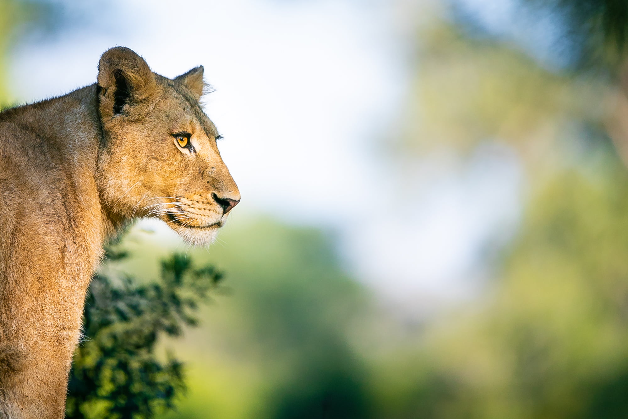 Photography Tips: Making Your Subject Pop | Clipkulture