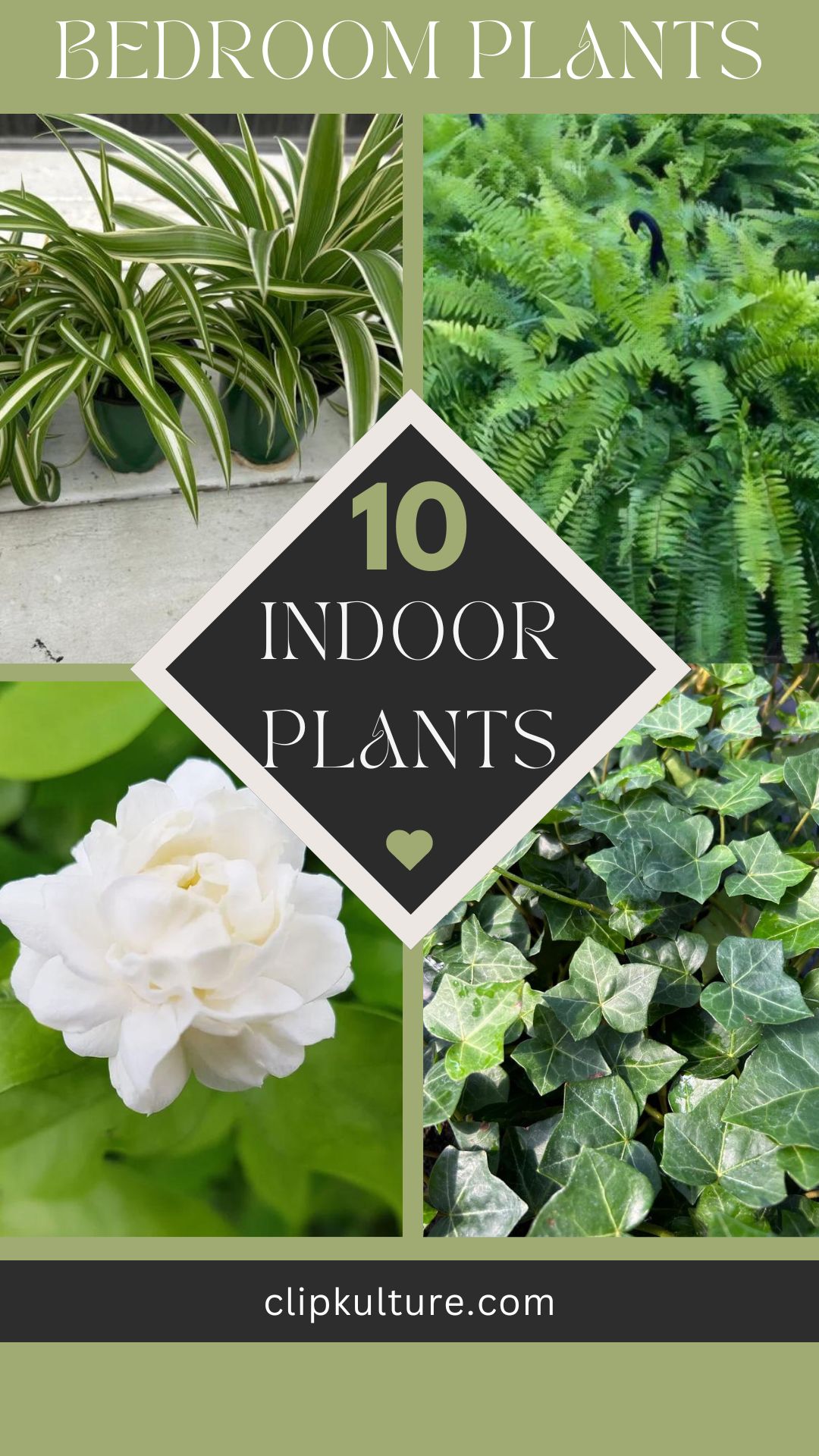 10 Best Bedroom Plants for Better Sleep - Clipkulture